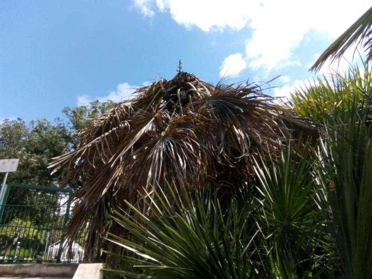 Genova valuta stop a piantumazione di palme nelle aree verdi urbane