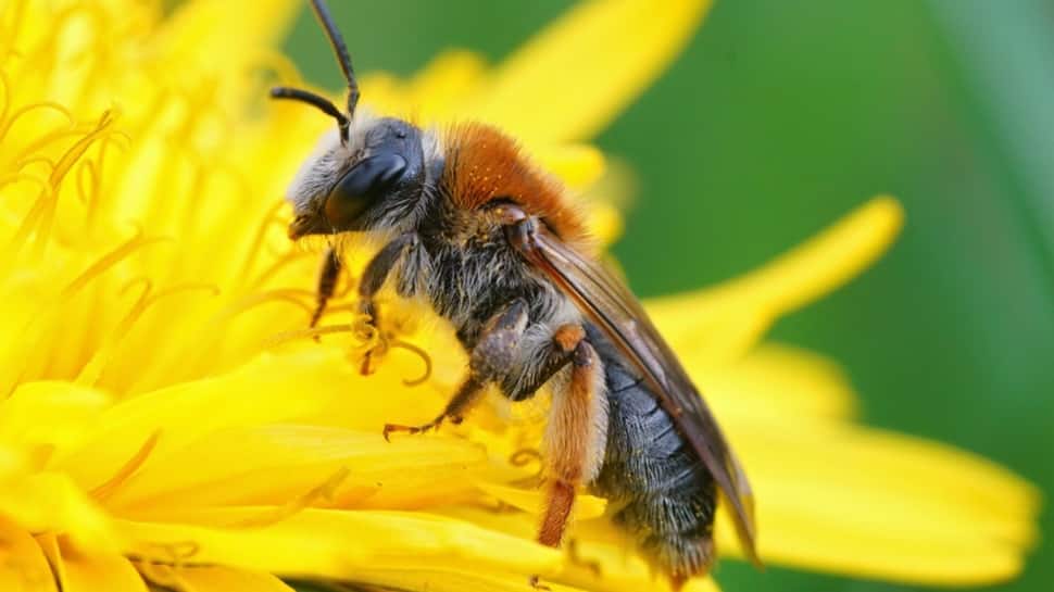 World’s largest bee: 1.5 inches long, called 'Flying Bulldog' but faces ...