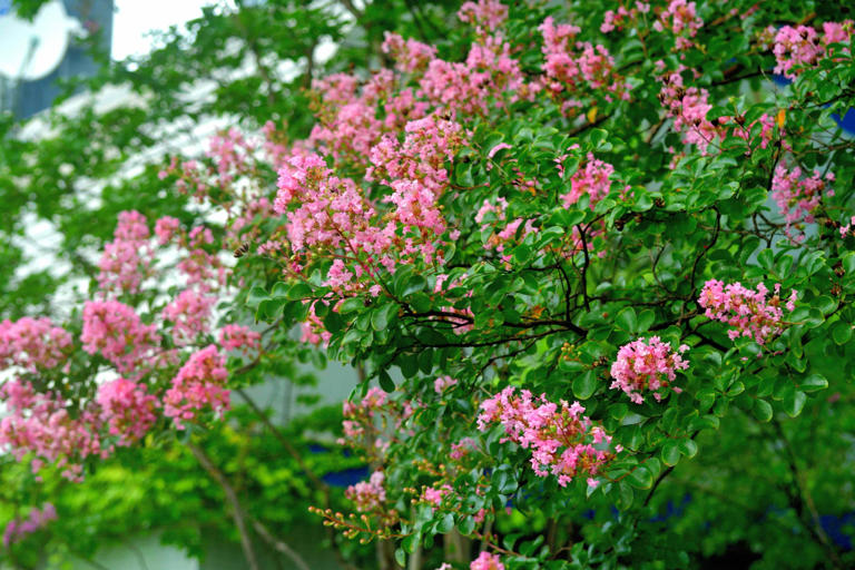 5 must-know tips for pruning crape myrtles at the best time to boost ...