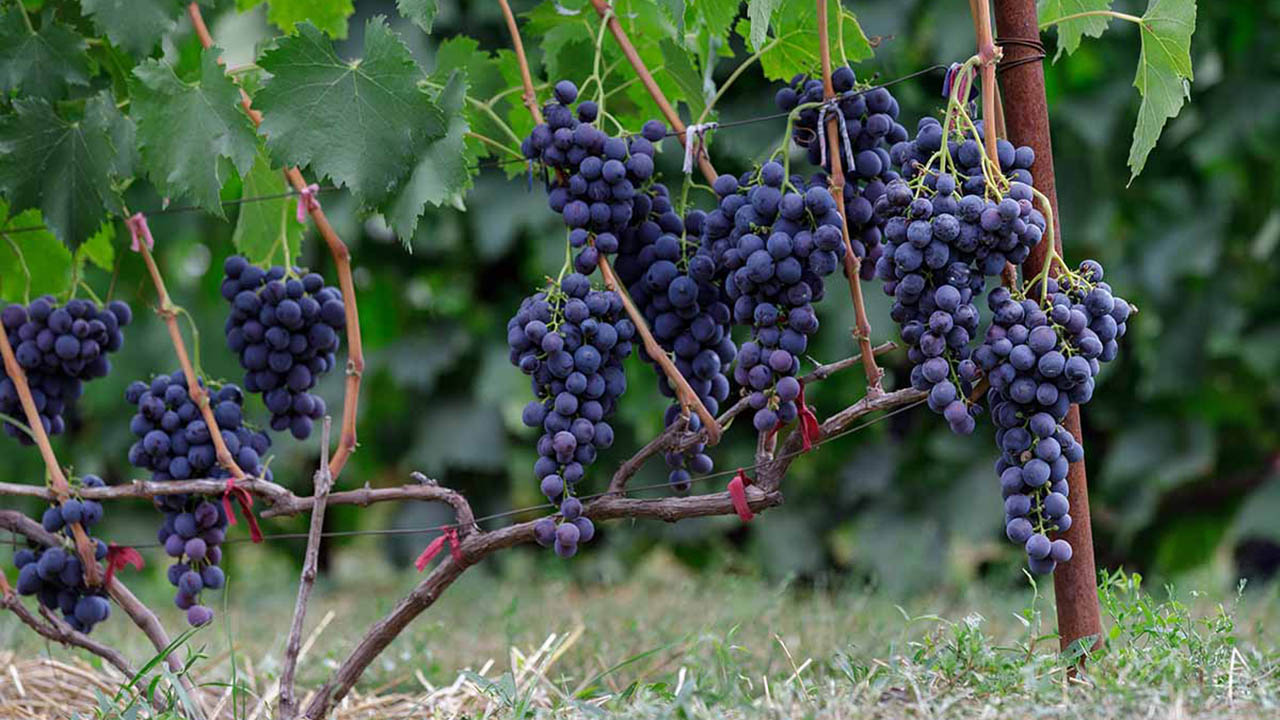 9 gardening tips for growing a giant grape vineyard