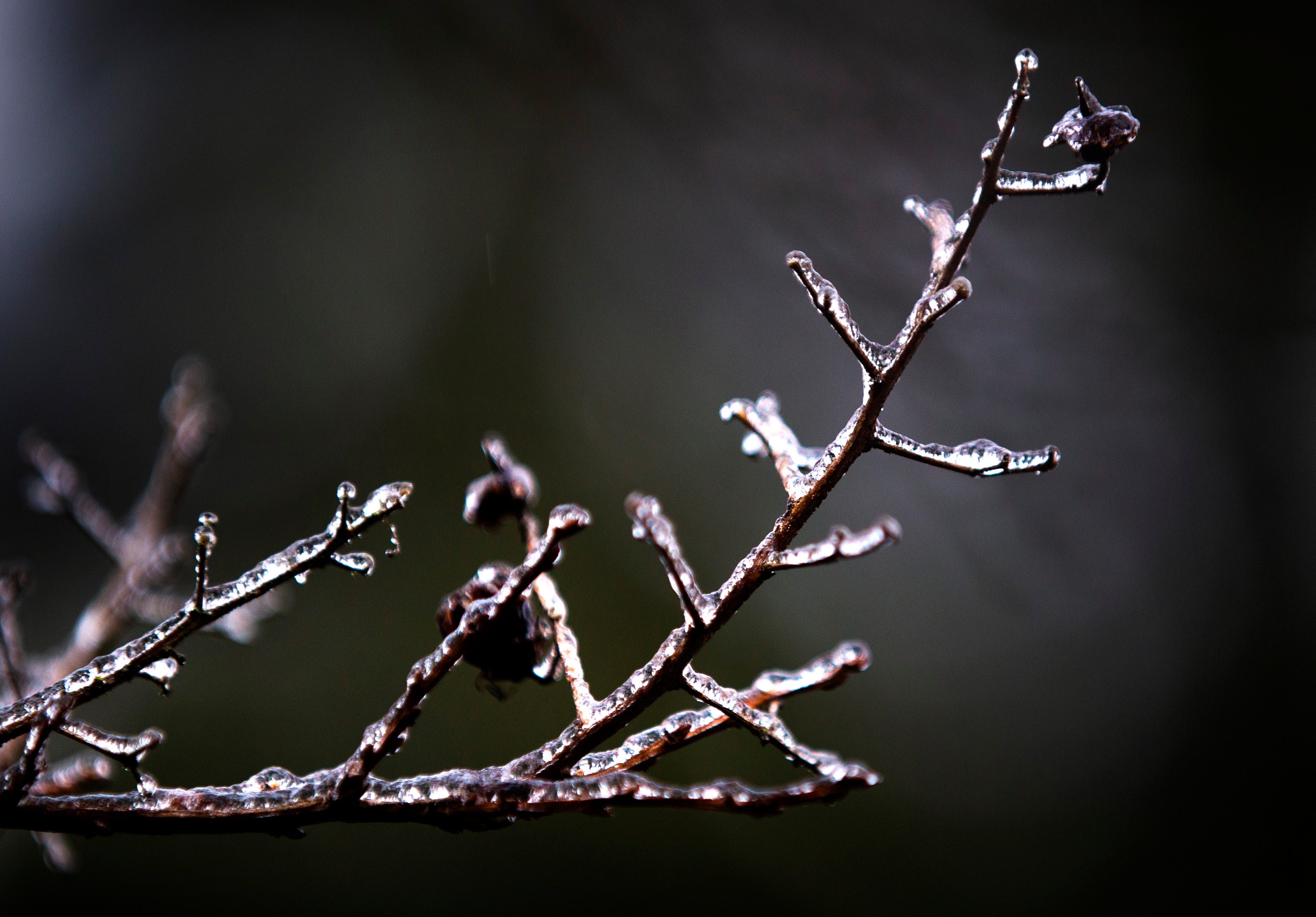 Freezing temperatures expected into next week in Eugene-Springfield
