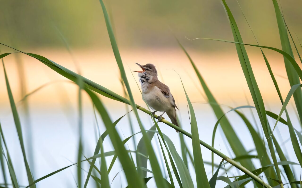 AI boosts bird sound identification accuracy