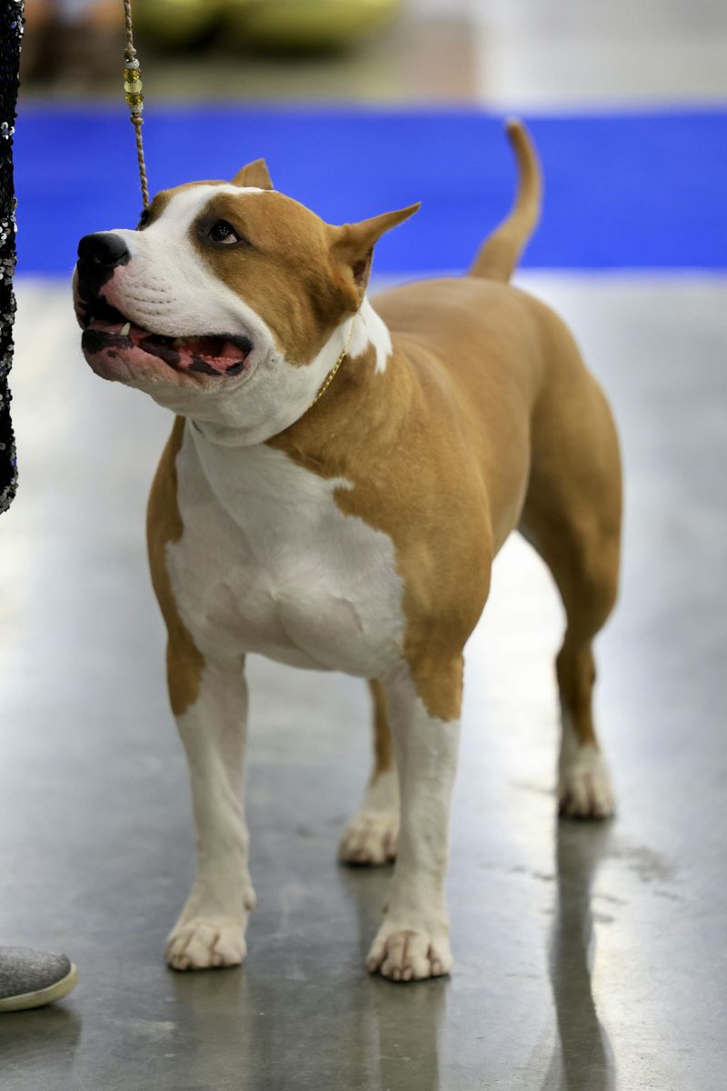 Super cool dog breeds from the United States