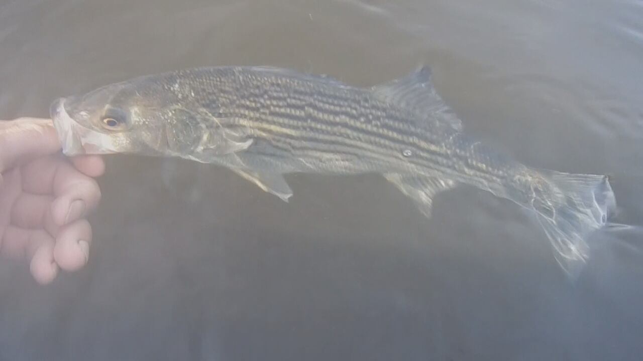 Striped bass stocks increasing, DFO says