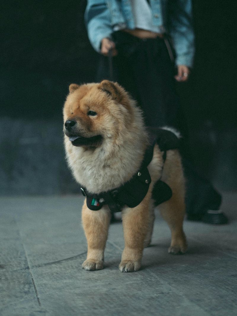 6 dog breeds that veterinarians would never have because they’re grumpy