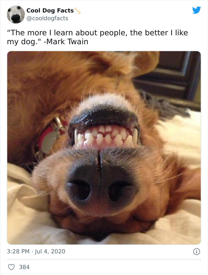 29 tweets that show dogs are truly man’s best friends, shared by this ...