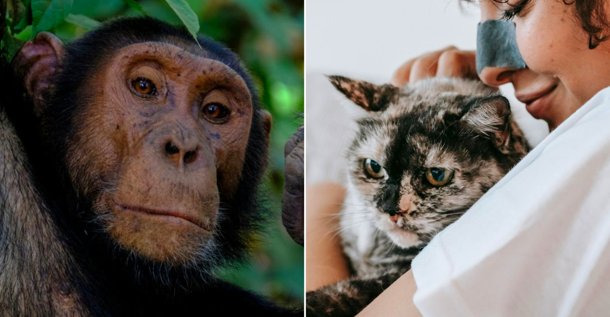 Animals that seem to know when the end is near