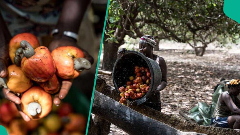 NCAN mentions amount Nigeria can earns yearly from cashew industry