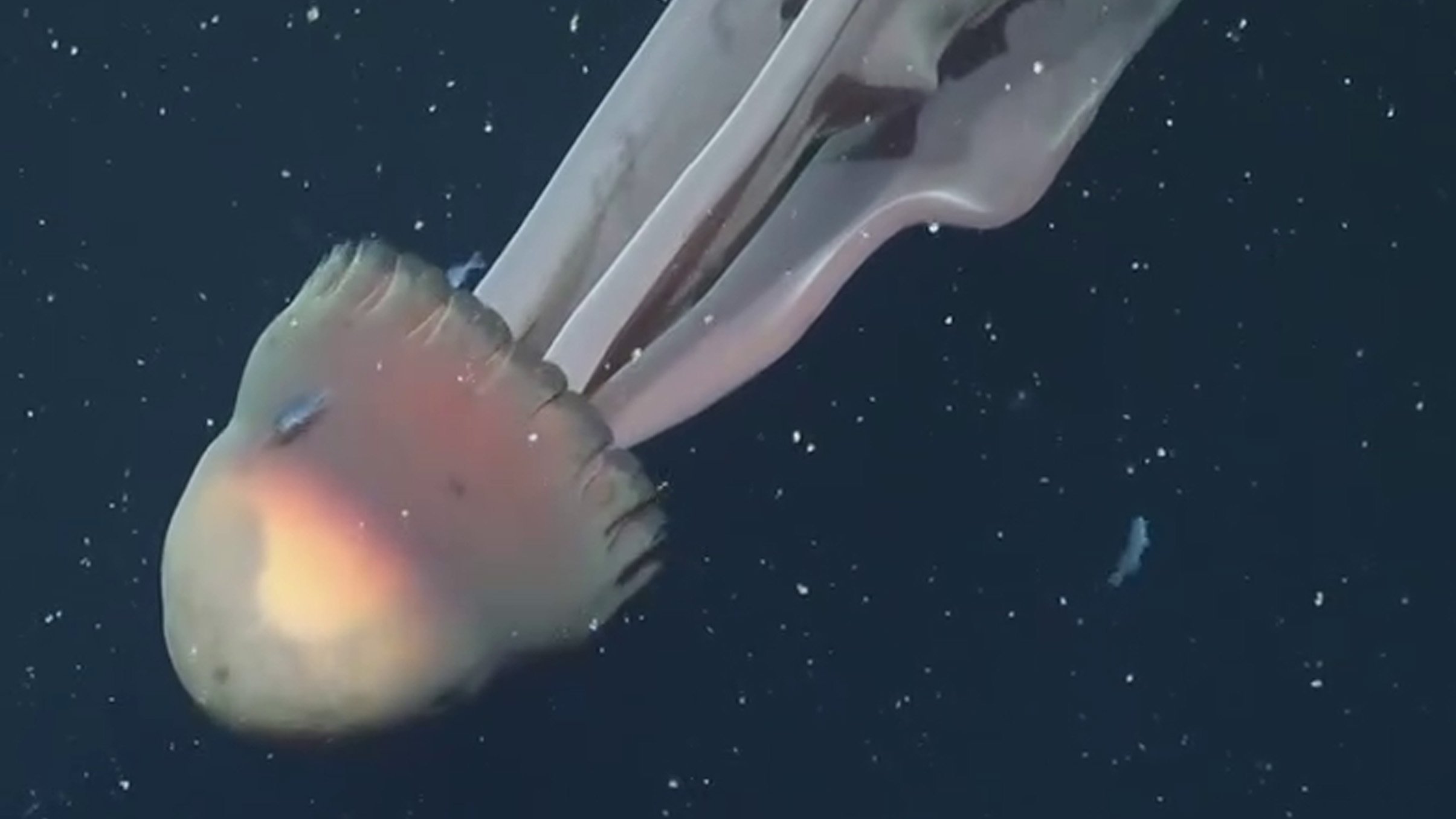 Rare giant phantom jellyfish caught on camera