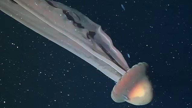 Rare giant phantom jellyfish caught on camera