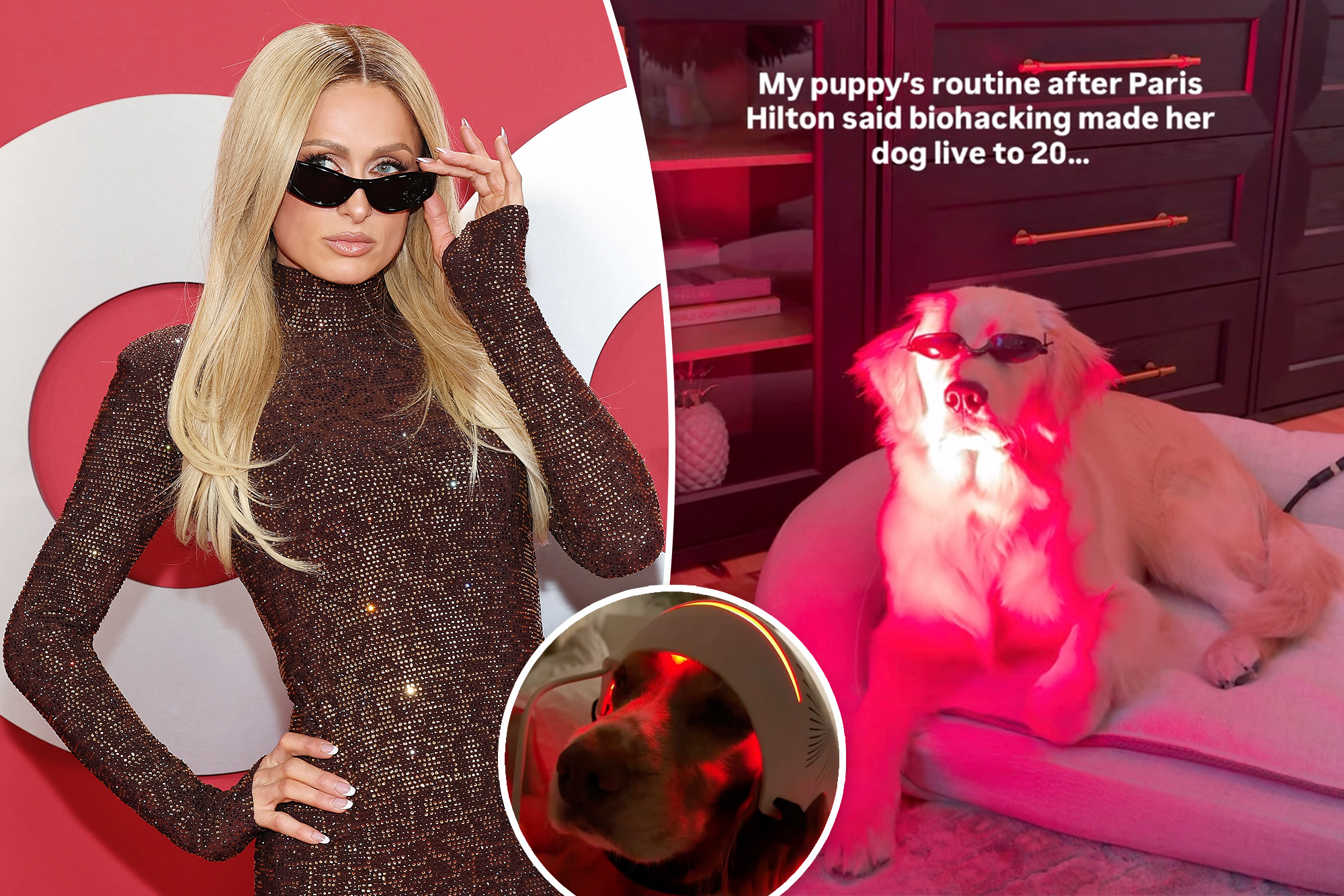 Dog owners are pushing red-light therapy on pups to make them live ...