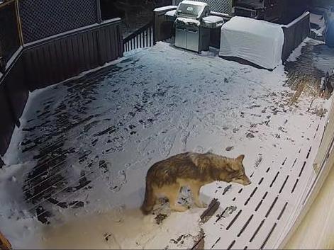 Un loup en visite à Sept-Îles