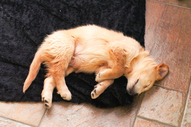Golden retriever smiles through belly rubs like the happiest pup alive