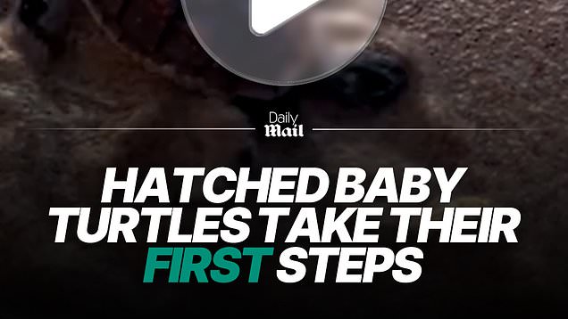 Hatched baby turtles take their first steps toward the water