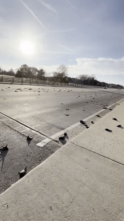 Mass bird deaths on Tappahannock bridge were not related to bird flu ...