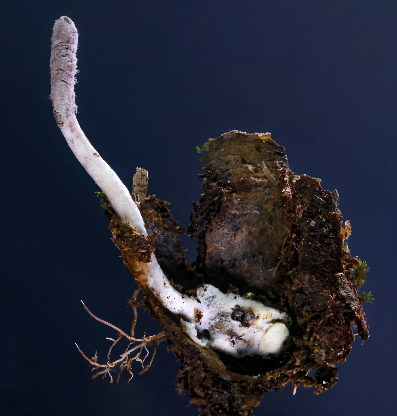 Zombie fungi and 'bloodstained' orchids: Top plant and fungal species ...