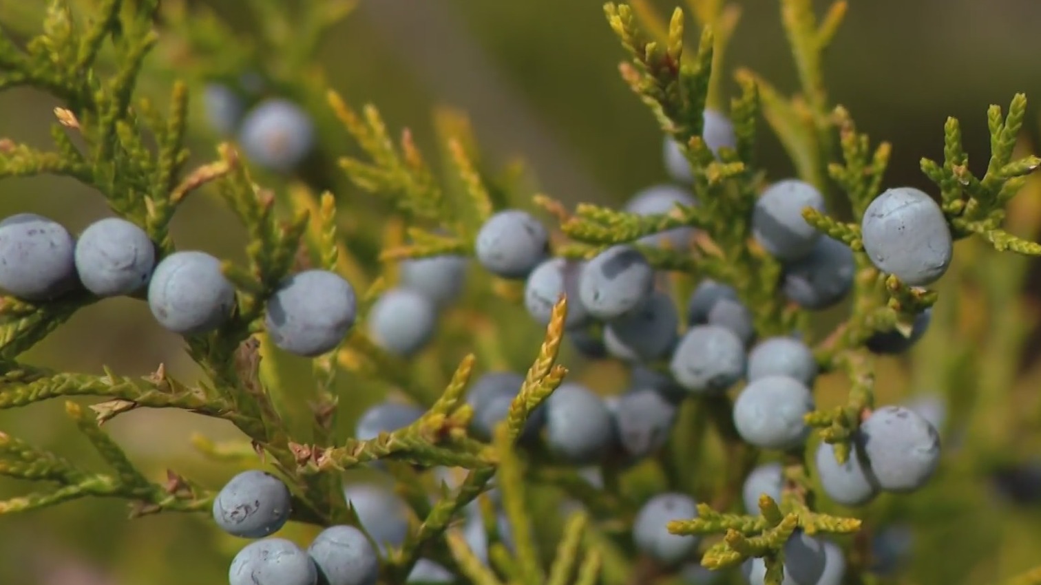 Allergy season hits North Texas, bringing misery to January