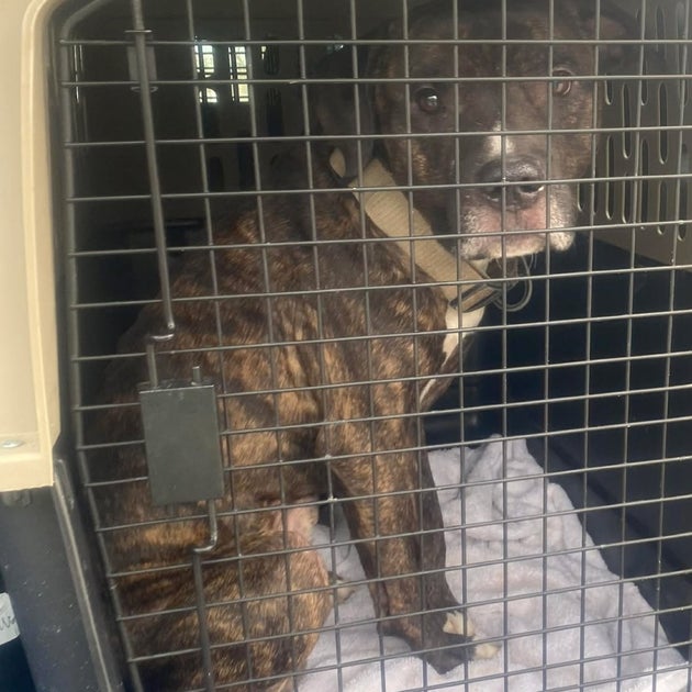 'Very, very smart' dog opens 2 different doors in wild shelter escape ...