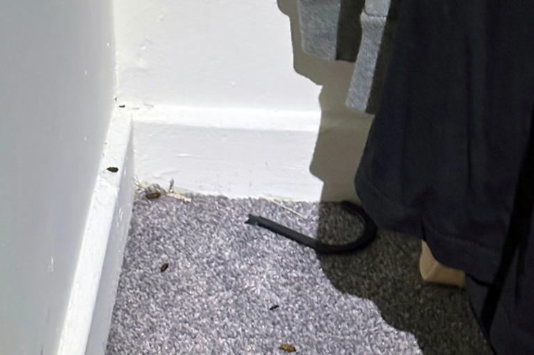 Couple in rat infested house with their young children 'living in a ...