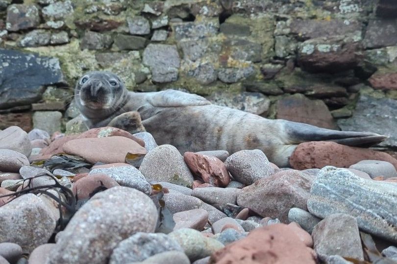Baby seal rescued at Welsh beach after travelling 75 miles in four days