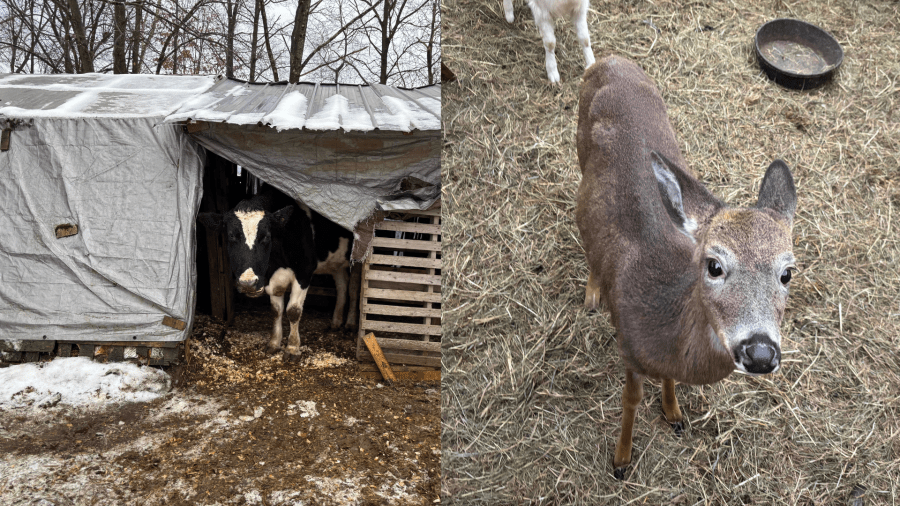 More than 150 animals recovered from Hadley property after neglect ...