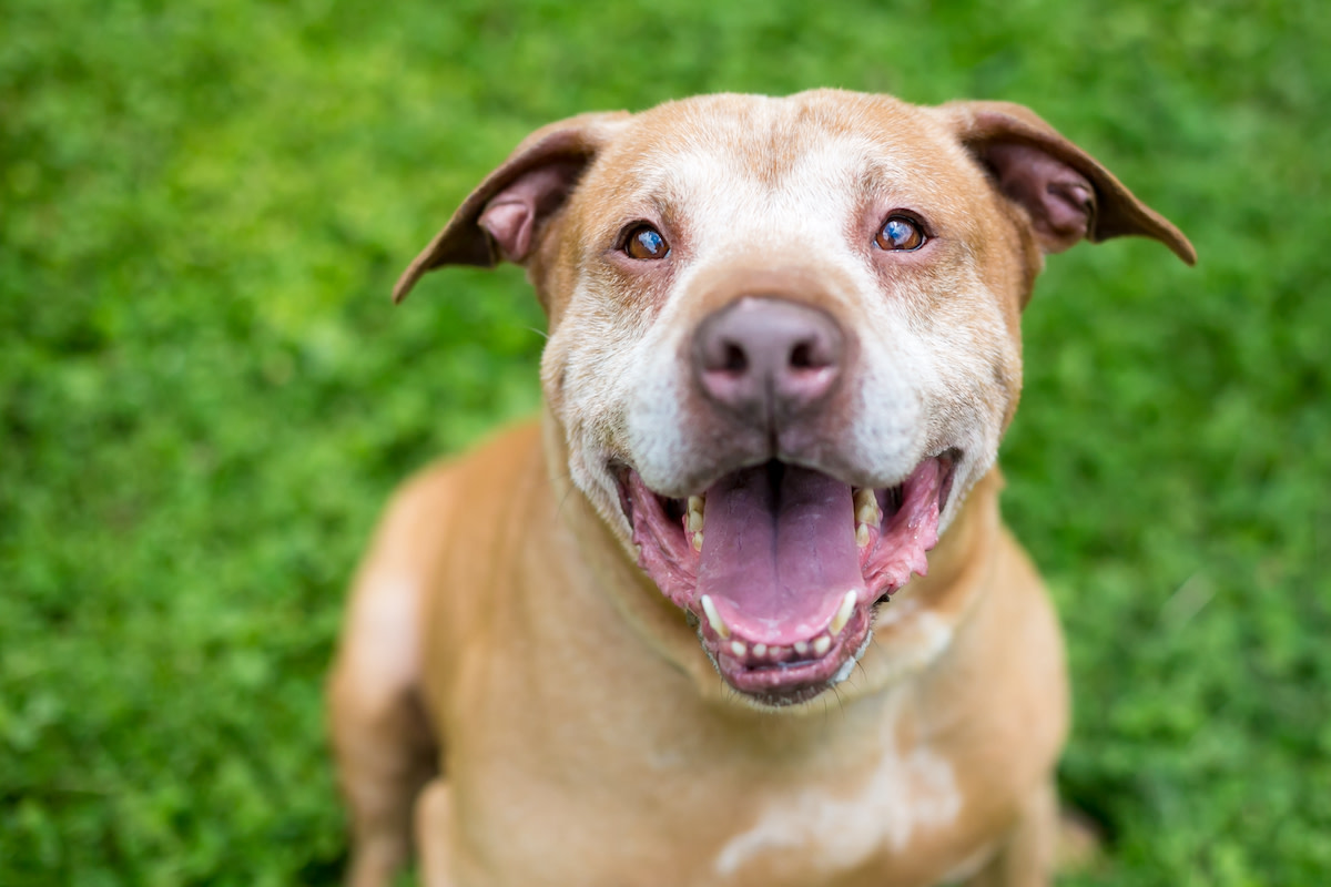 Senior pit bull began to age backwards when her black lab puppy sister came home