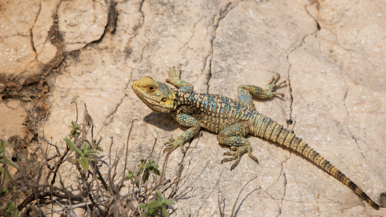 Why lizards are afraid of peacock feathers and how to use them to keep ...