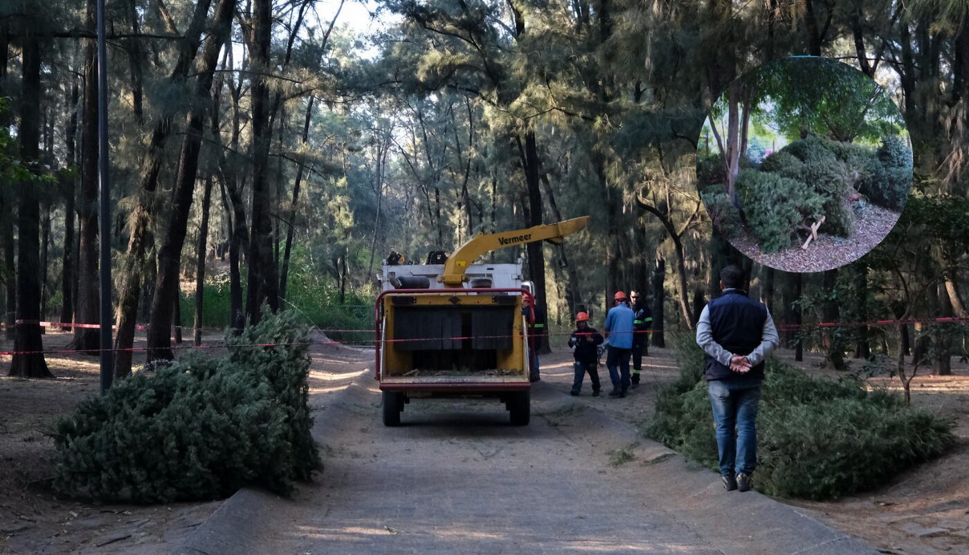 Arranca campaña de acopio de árboles navideños; buscan recoger más de ...