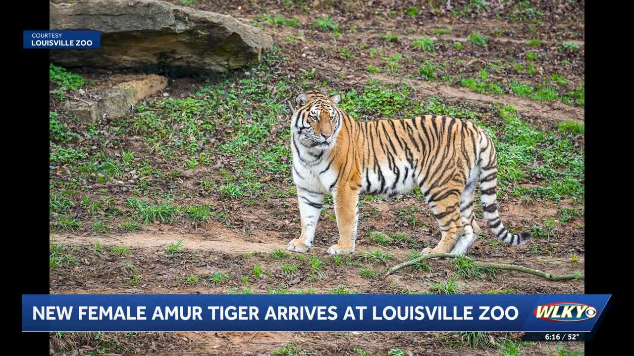 Louisville Zoo welcomes new 3-year-old tiger