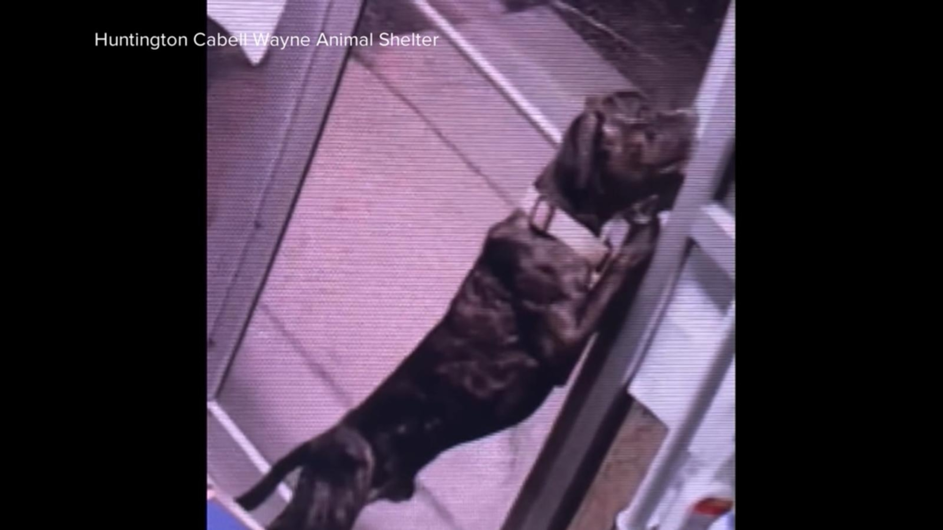 Dog makes great escape from West Virginia animal shelter