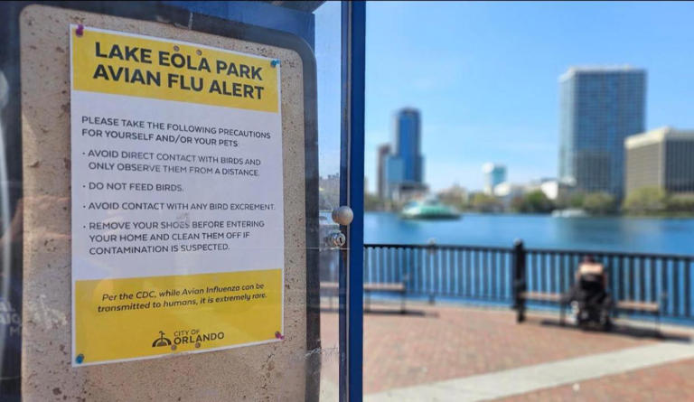 21 birds, including iconic swans, found dead at Florida park within a month