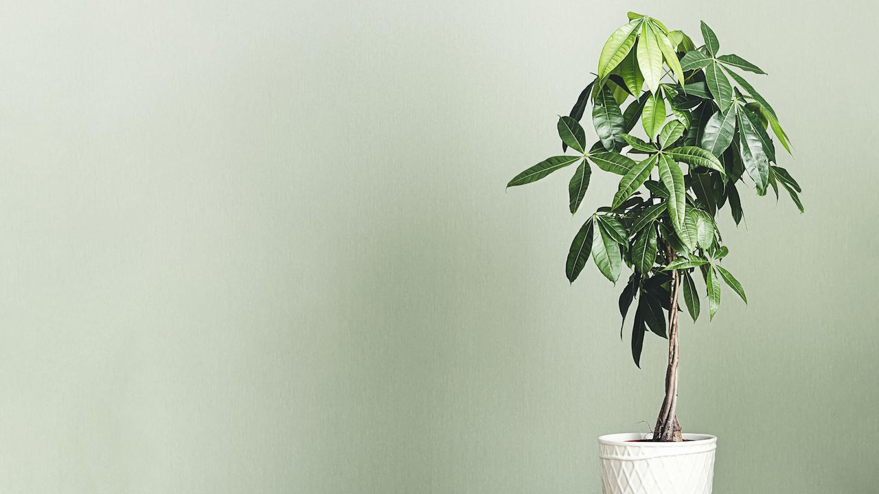 Feng shui experts say a money tree can bring 'multiple streams of income'