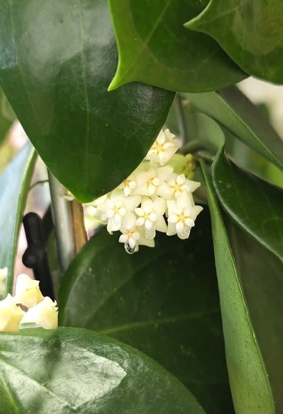 Hoya in full bloom – sweet chocolate-scented nectar!