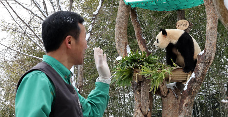 Animal group condemns panda loan diplomacy talks