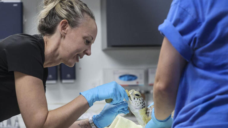 Life after Winter the dolphin in Clearwater, an aquarium tale