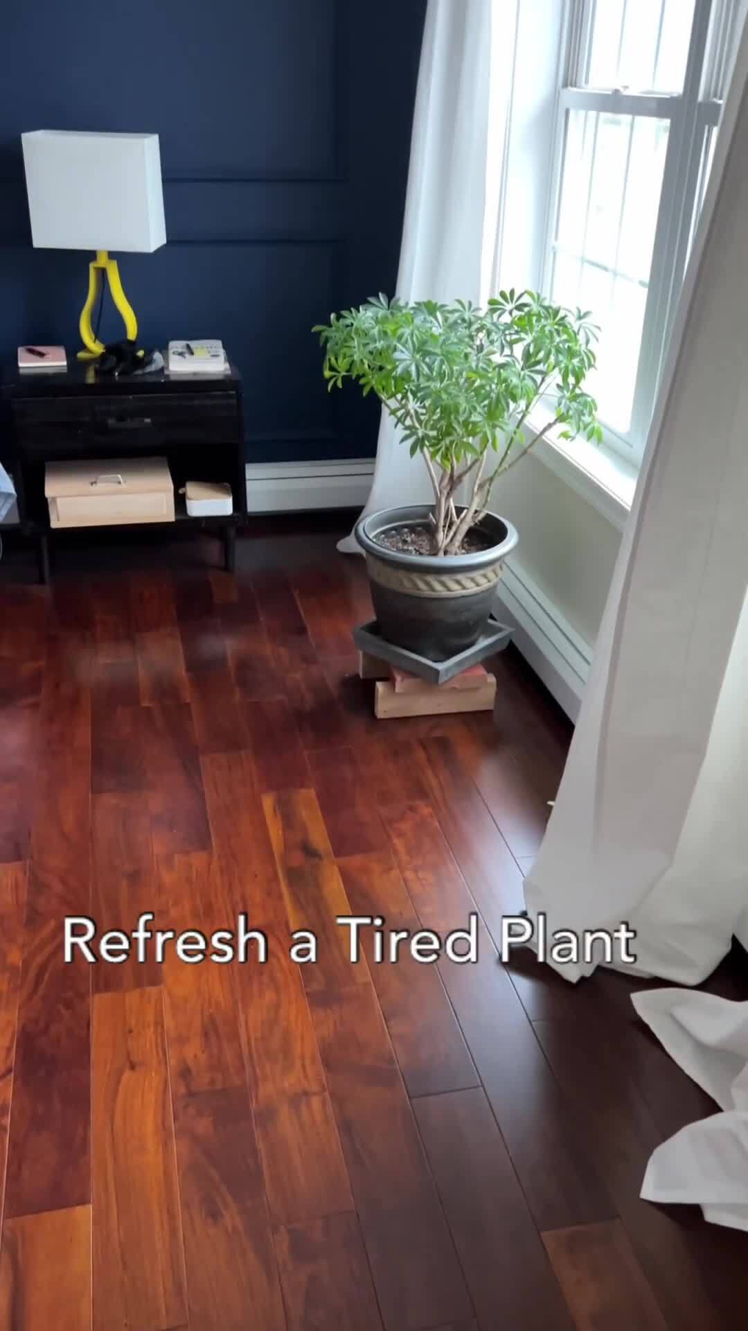 Plant hack: Refresh tired plant #houseplants #indoorplants #youtubeshorts