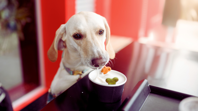 12 dog-friendly dining options in Chicago to eat with your pup