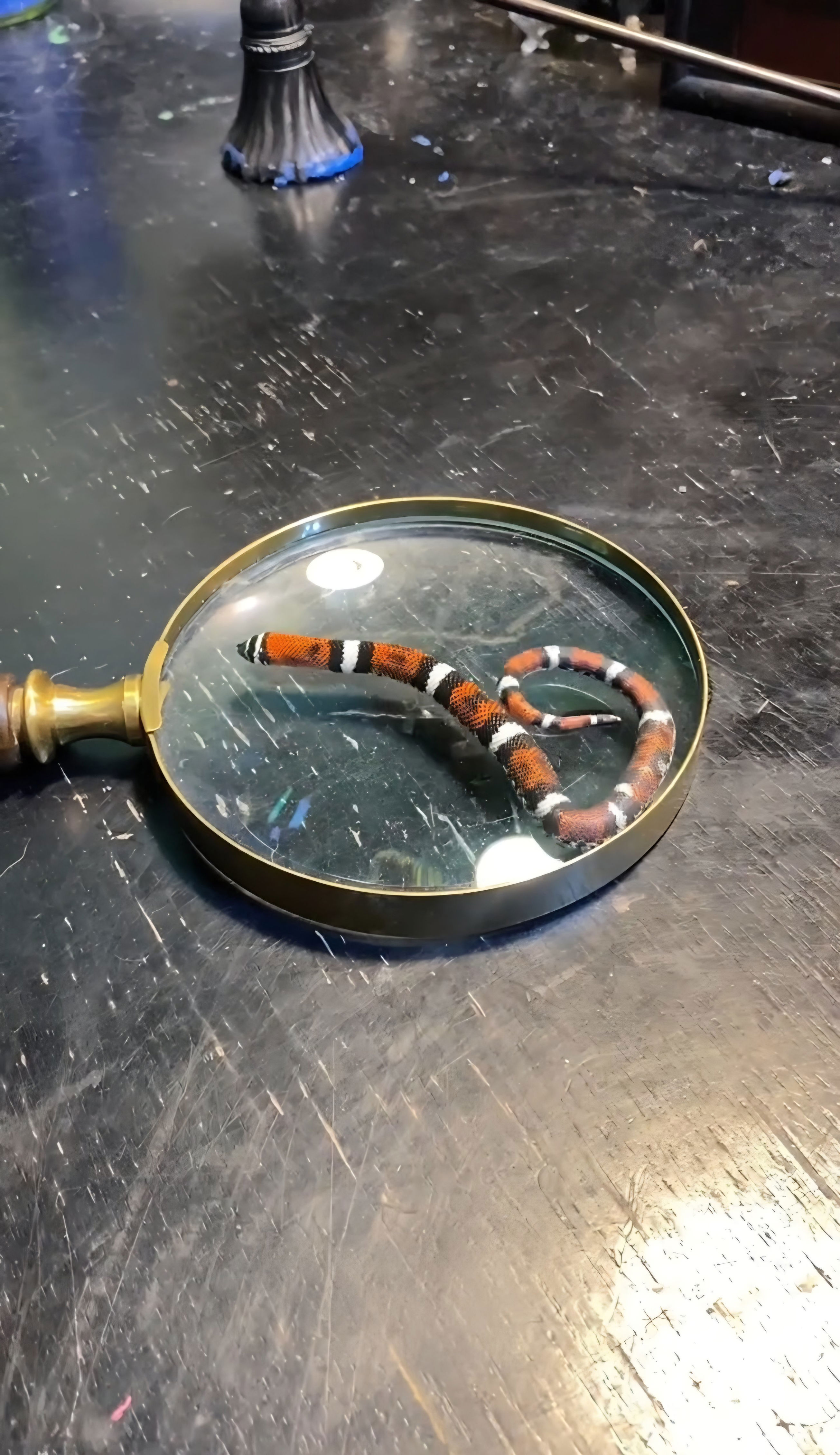 The amazing tricolor hognose snake!