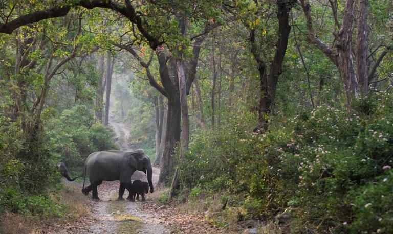 Find your wild at Jim Corbett National Park