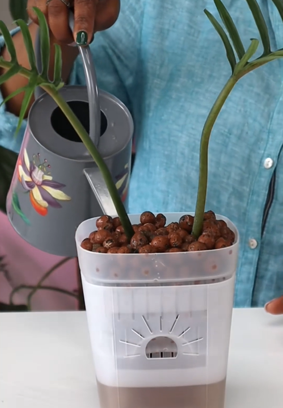 Philodendron tortum propagation – turning a broken plant into a new start