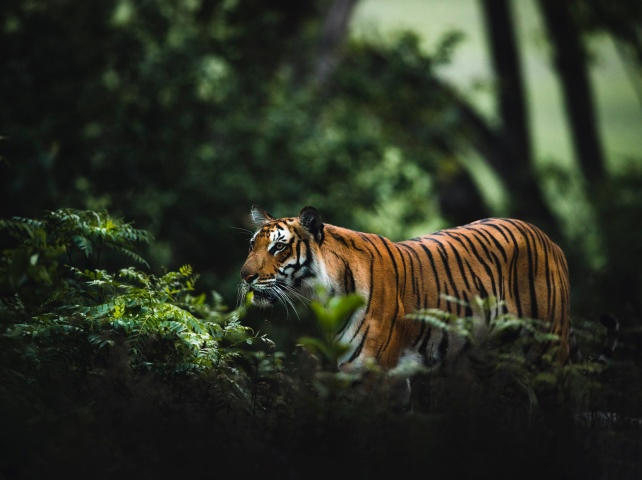 Find your wild at Jim Corbett National Park