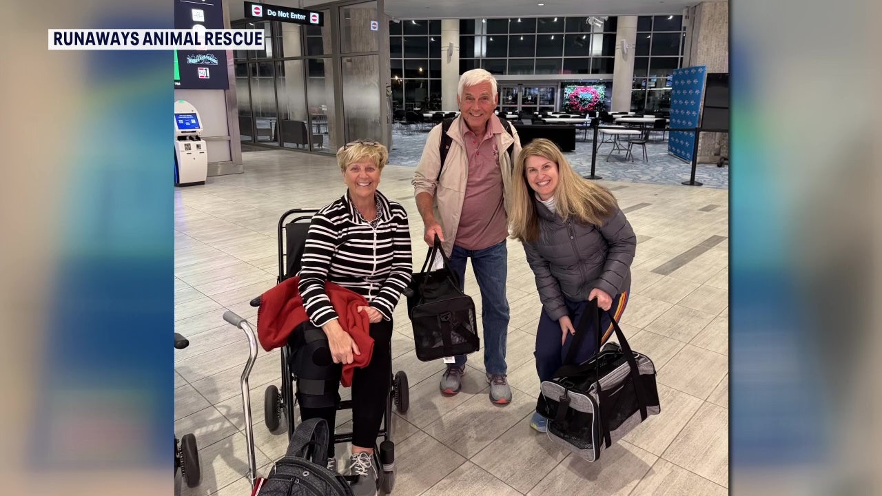 Kittens rescued in St. Thomas flown to Tampa Bay area due to severe pet ...