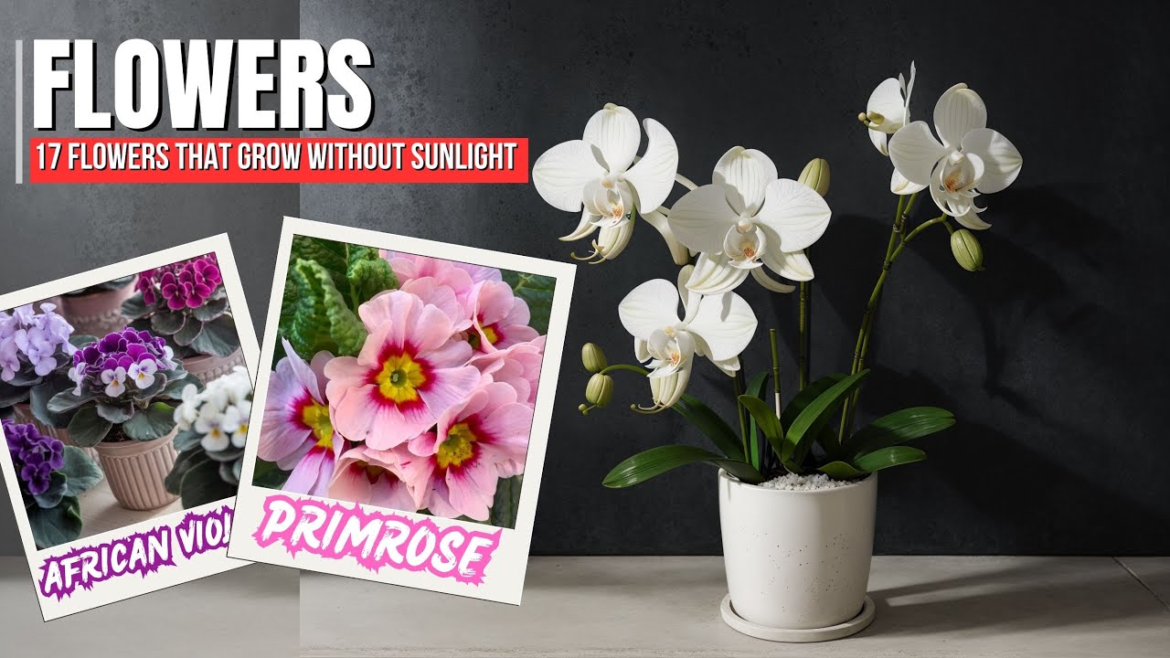 Indoor gardening made easy: 17 flowers without sun