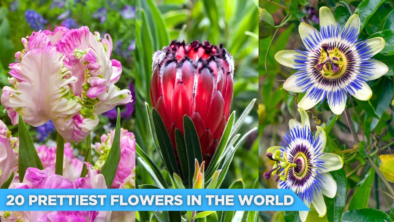 The 20 prettiest flowers around the world