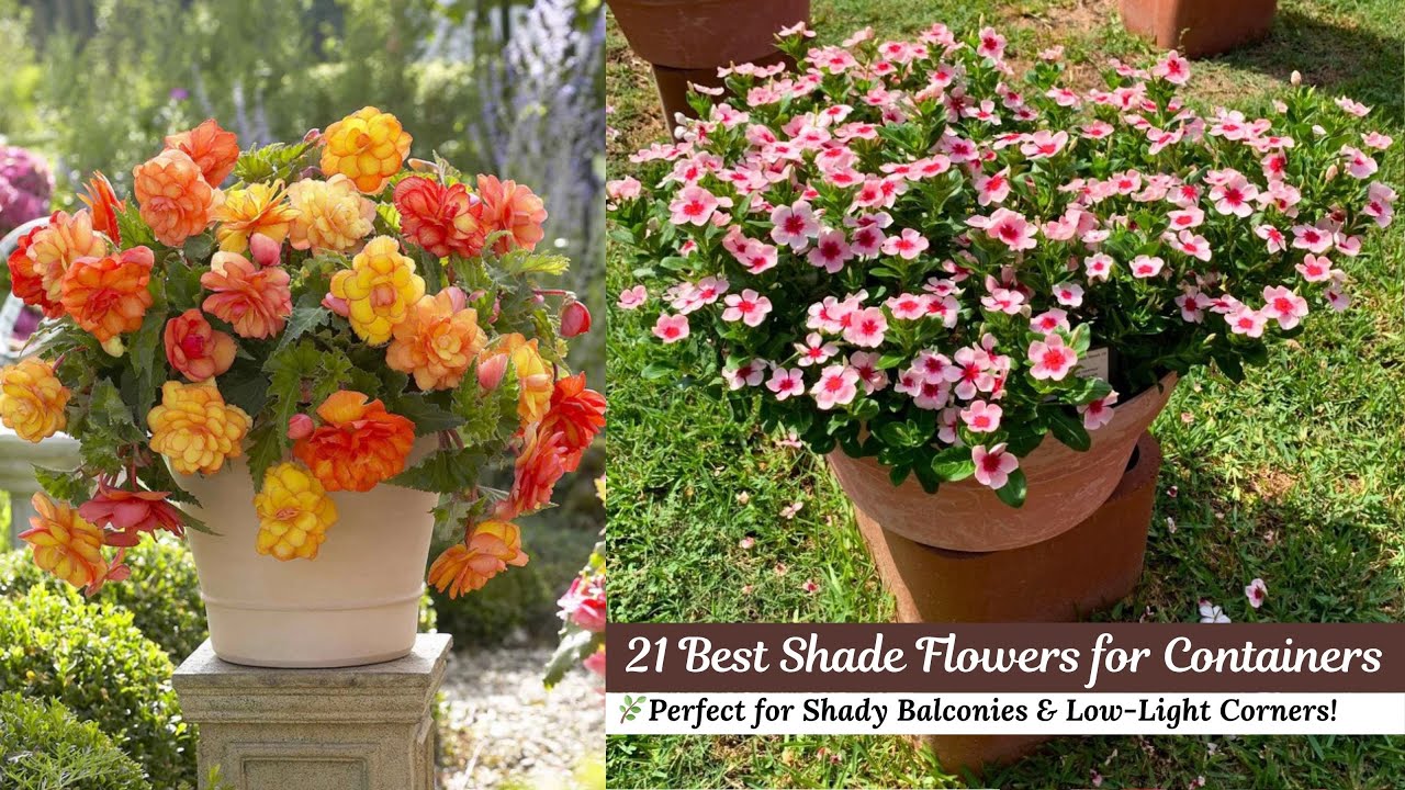 21 shade-tolerant flowers perfect for container gardening