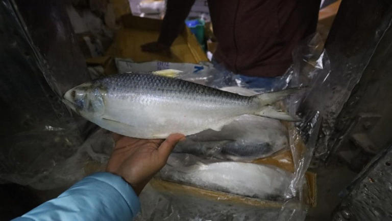Gujarat’s surprise hilsa boom feeds Bengal’s most prized appetite