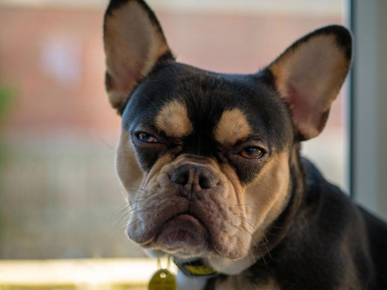 French bulldog throws wild temper tantrum after losing favorite toy