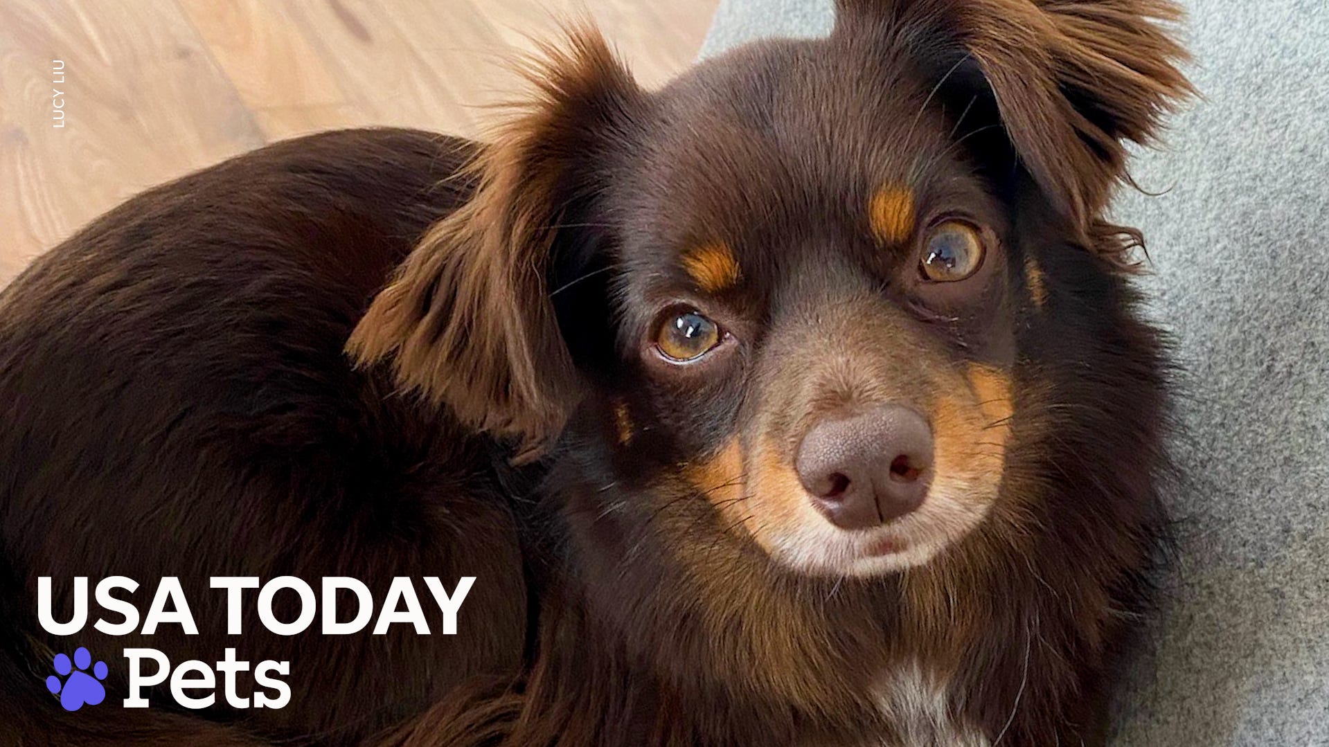 Lucy Liu reveals meaning of her dog's name