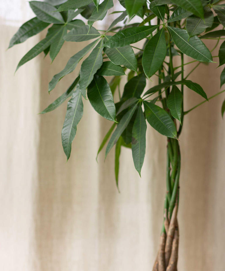 Feng shui experts say a money tree can bring 'multiple streams of income'