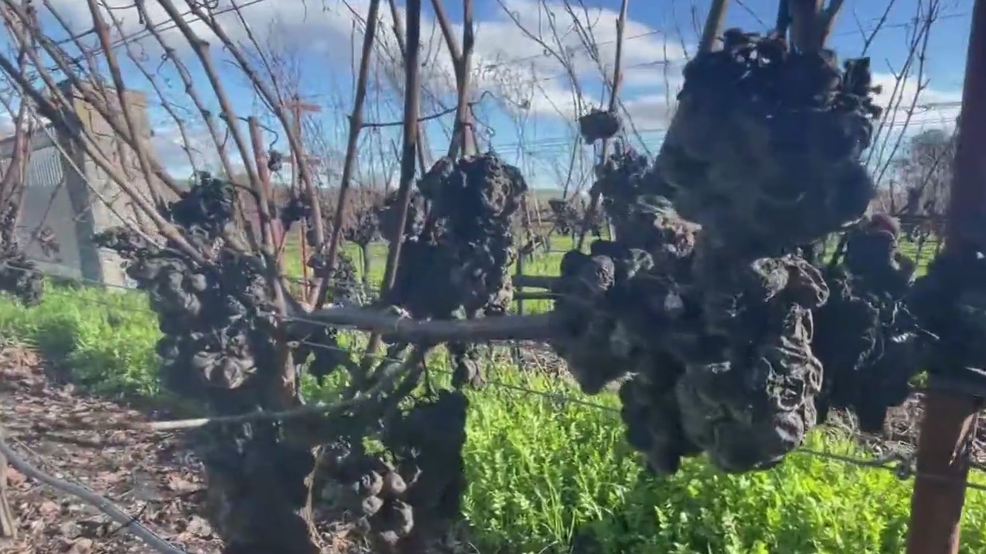 Wine Country vineyard owners who neglect their crops could be fined ...